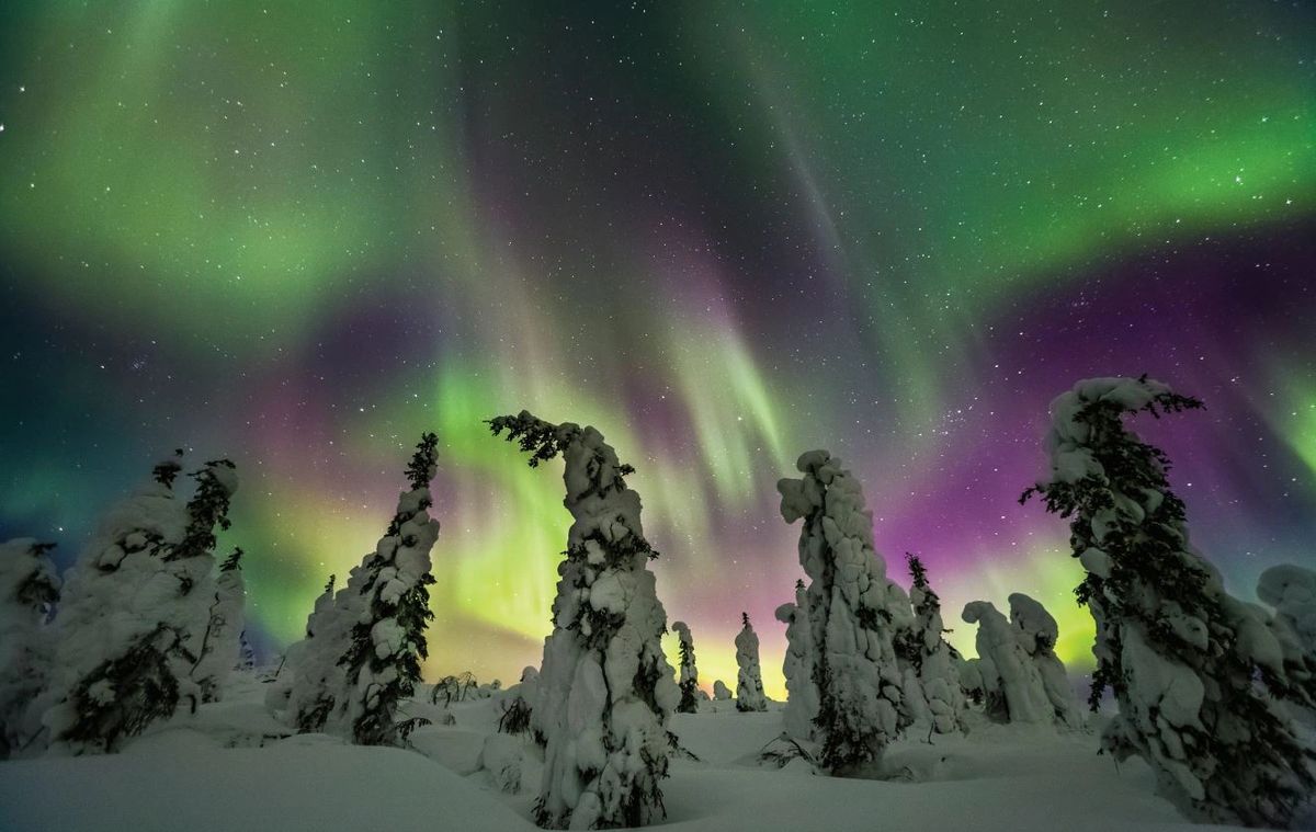 Kitchen Palette Imaged IMAGIO Glass Panel - *Patrick Endres Enchanted Forest